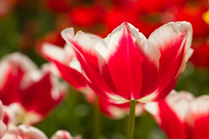 Tulipa 'Leen Van Der Mark' (Triumph Tulip)
