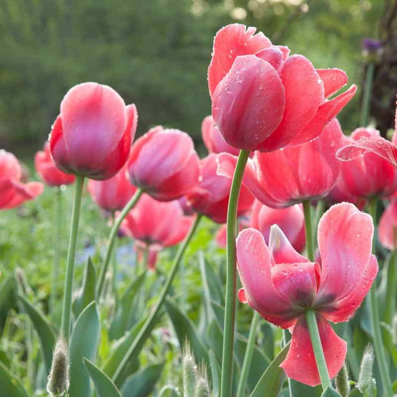 Tulipa 'Pink Impression' (Darwin Hybrid Tulip)