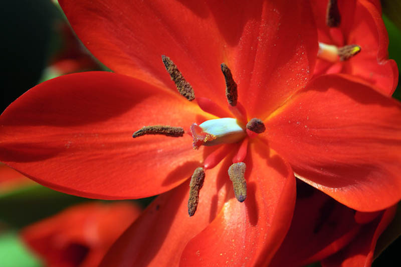 Tulipa praestans 'Fusilier' (Botanical Tulip)