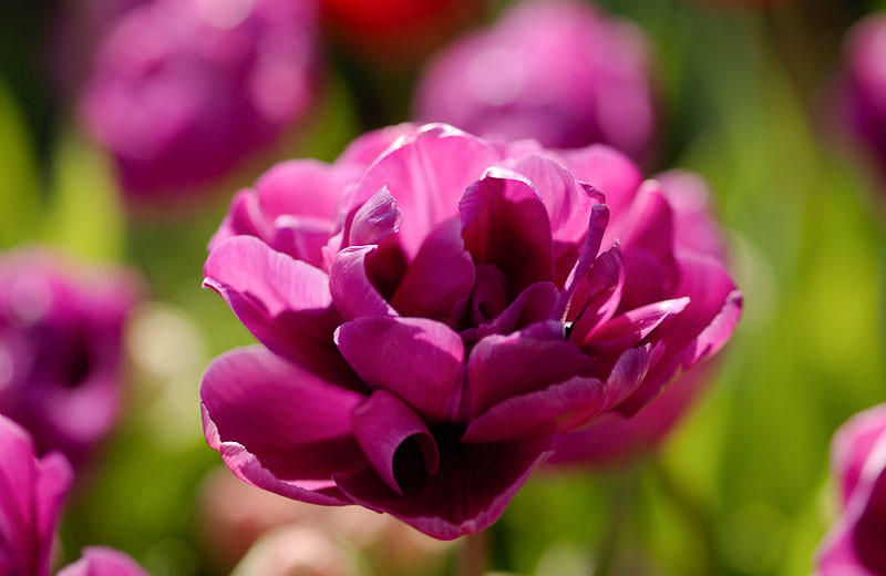 Tulipa 'Purple Jacket' (Double Late Tulip)