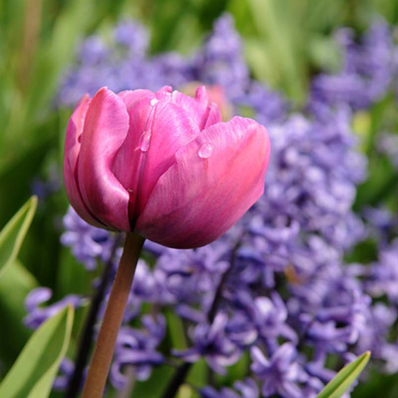 Tulipa 'Purple Rain' (Triumph Tulip)