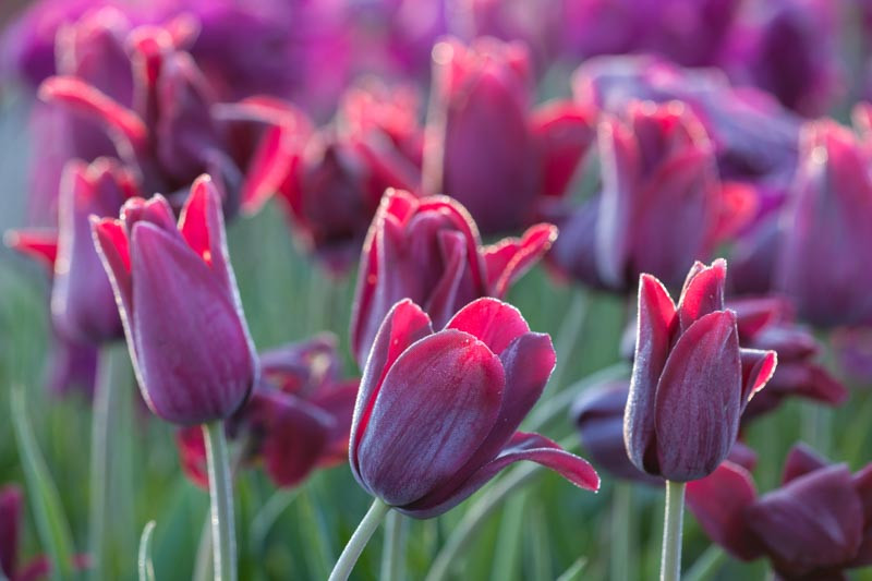 Tulipa 'Recreado' (Single Late Tulip)