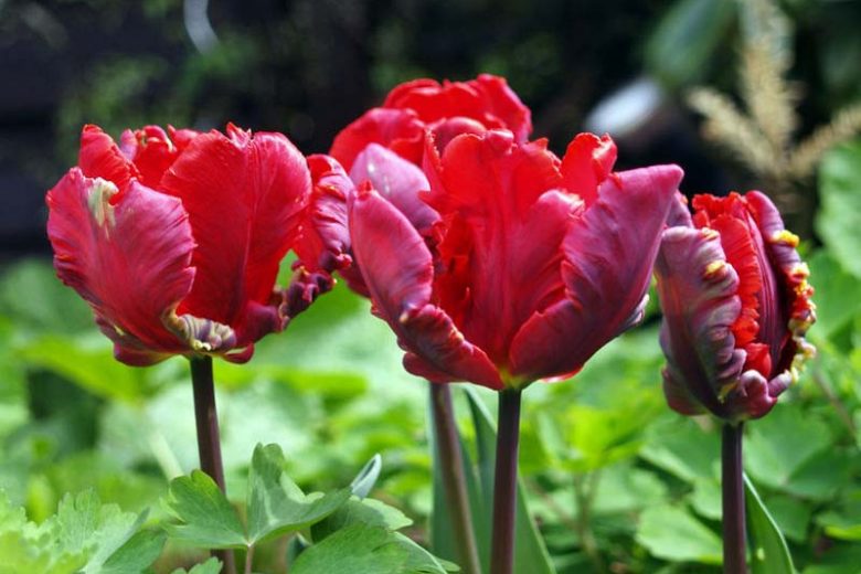 Tulipa 'Rococo' (Parrot Tulip)
