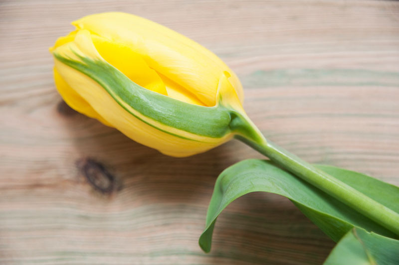 Tulipa 'Strong Gold' (Triumph Tulip)