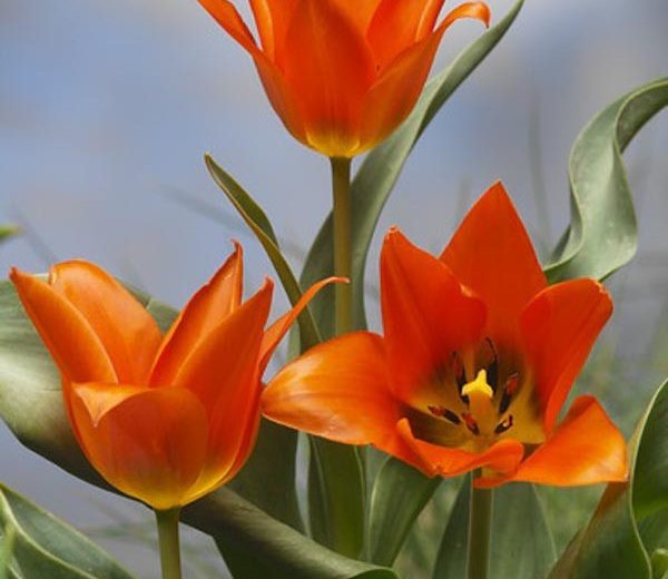 Tulipa 'Toronto' (Greigii Tulip)