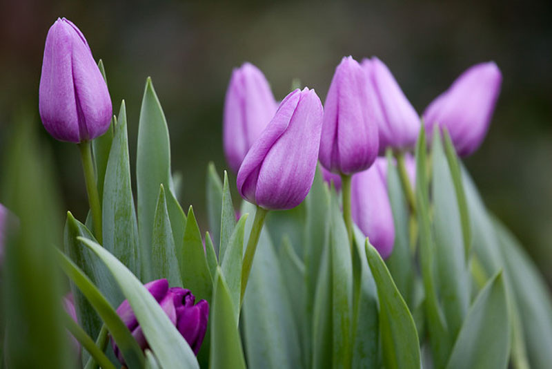 Tulipa 'Violet Beauty' (Single Late Tulip)