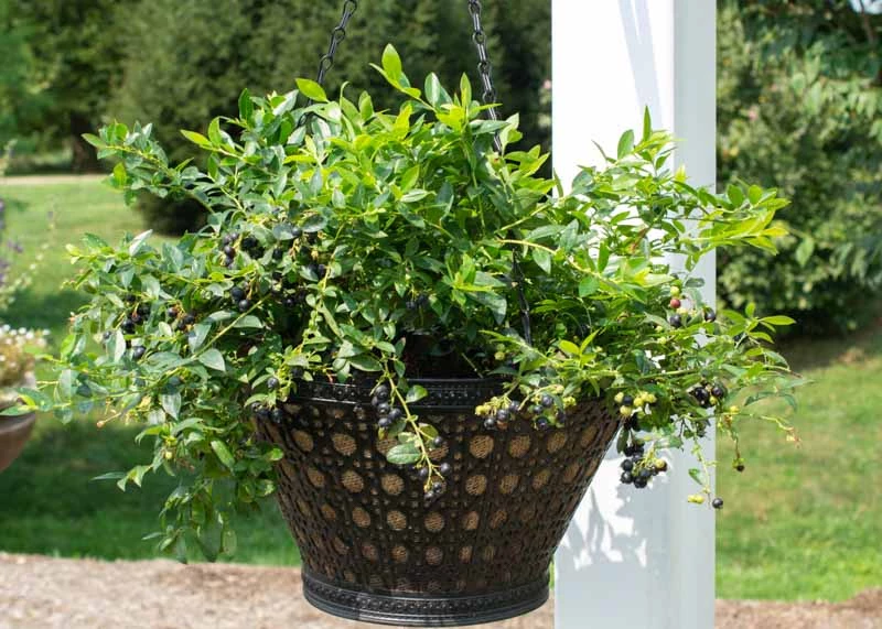 Vaccinium corymbosum Midnight Cascade™ (Blueberry)
