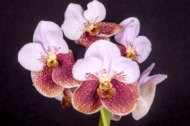 Vanda Sanderiana Waling Waling 