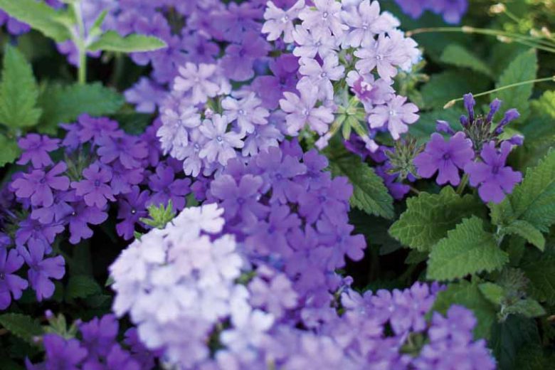 Verbena 'Superbena Large Lilac Blue'