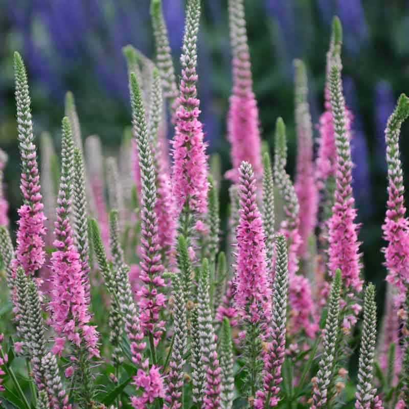 Veronica 'Perfectly Picasso' (Spike Speedwell)