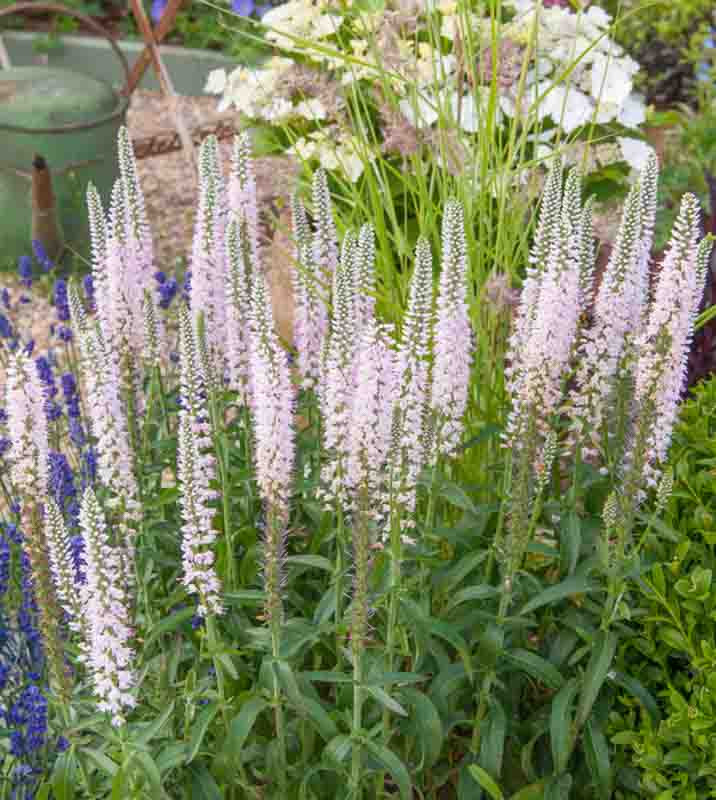 Veronica longifolia 'Pink Eveline' (Garden Speedwell)