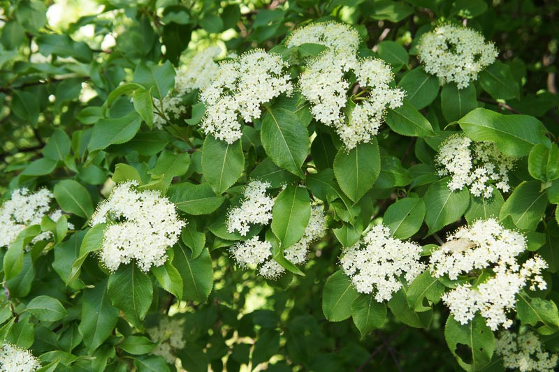 Viburnum rufidulum (Southern Blackhaw)