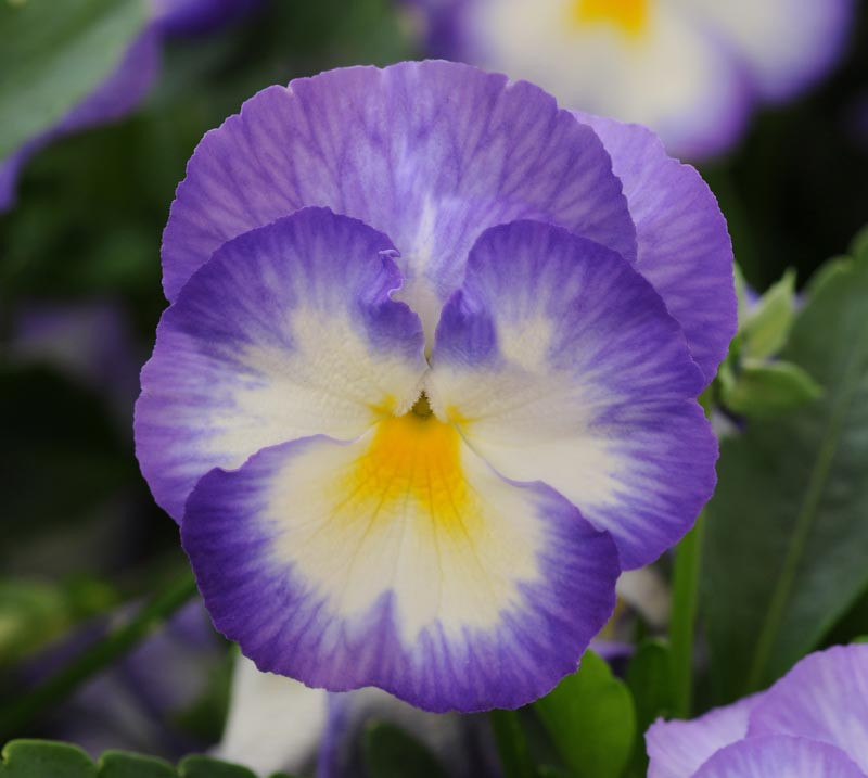 Viola cornuta 'Halo Lilac' (Horned Violet)