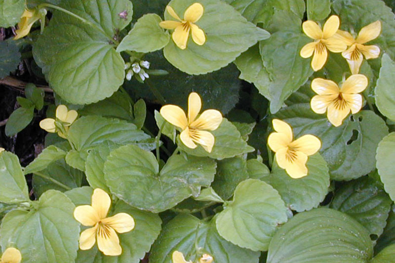 Viola glabella (Pioneer Violet)