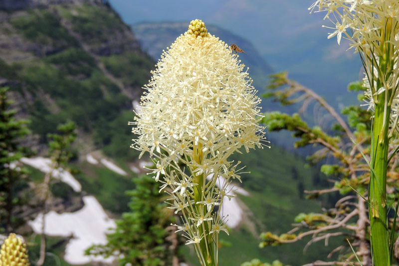 Bear Grass Bouquet