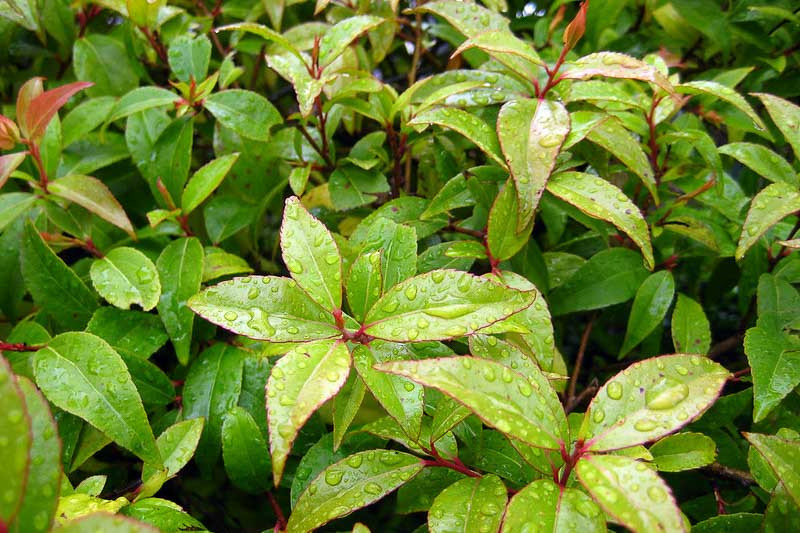 Xylosma congesta (Shiny Xylosma)