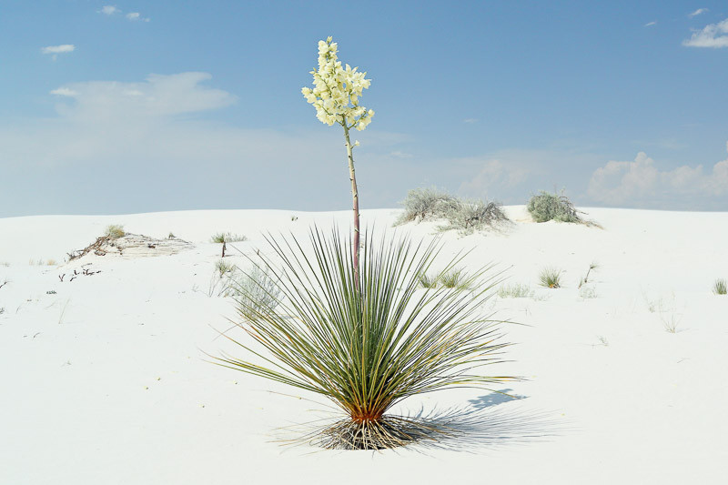 Yucca Yucca Flower Is The New Mexico State Flower