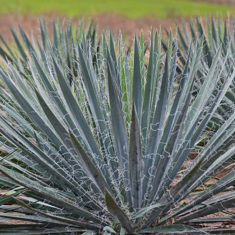 Yucca filamentosa 'Excalibur' (Adam's Needle)