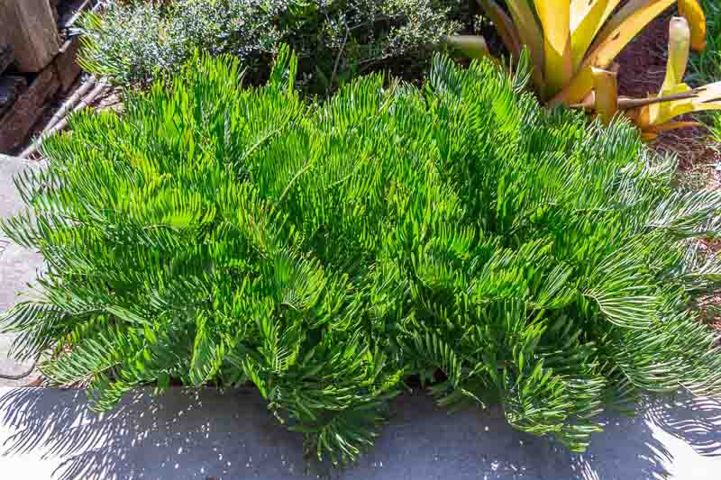 Zamia pumila (Coontie)