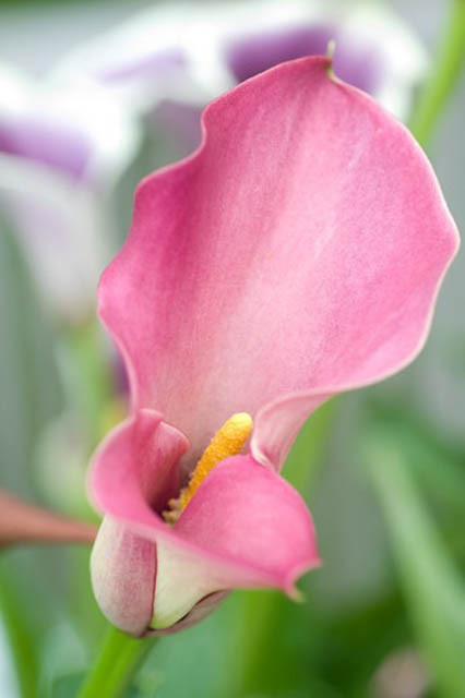 Zantedeschia 'Captain Romance' (Calla Lily)