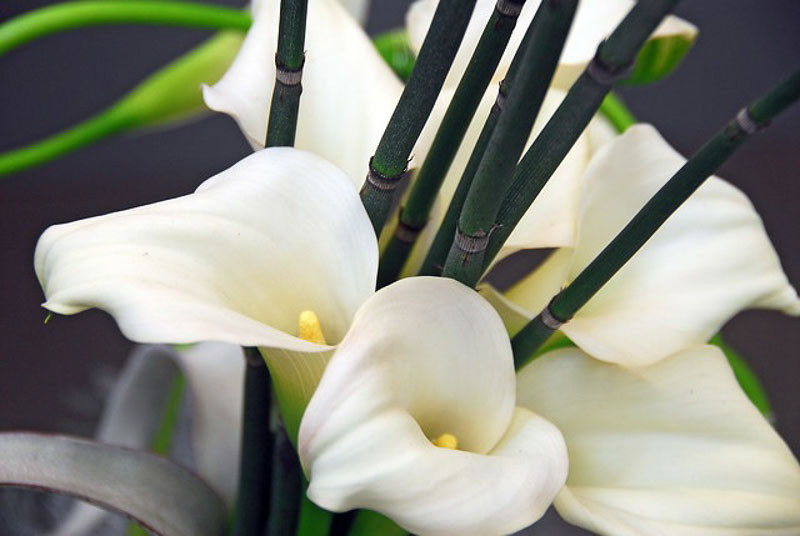 Zantedeschia 'Crystal Blush' (Calla Lily)