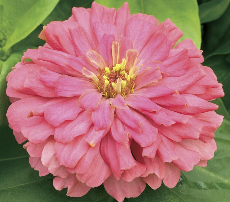 Zinnia 'Short Stuff Coral'