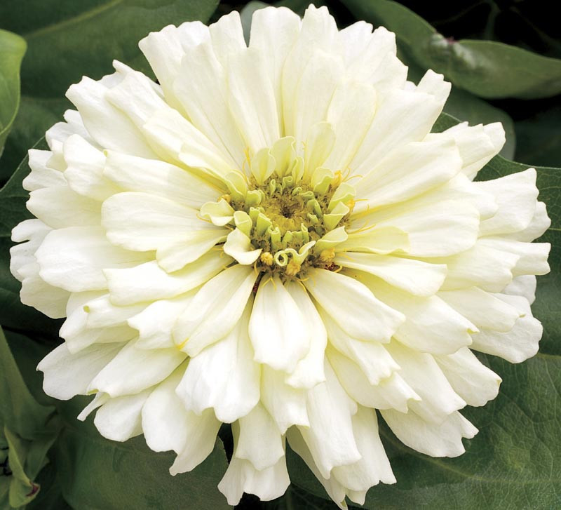 Zinnia 'Short Stuff White'