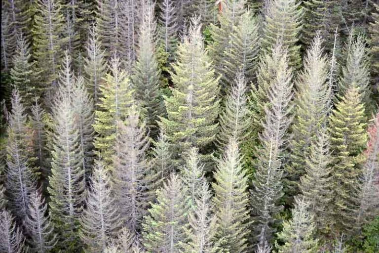 Spruce Budworm - Prevention and Control