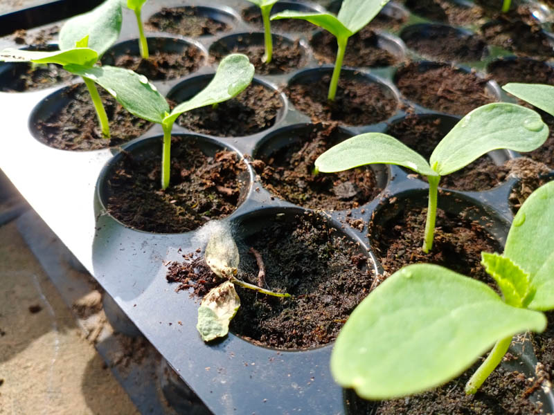 Damping Off: Understanding and Preventing the Seedling Menace