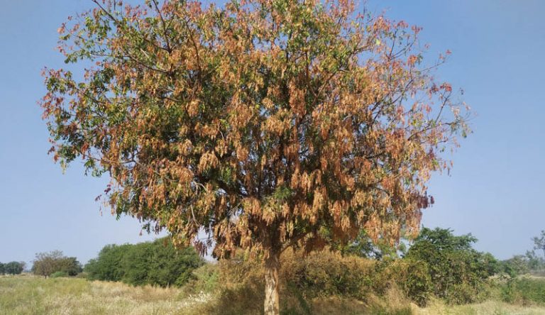 Dieback: Understanding and Addressing Plant Health Concerns