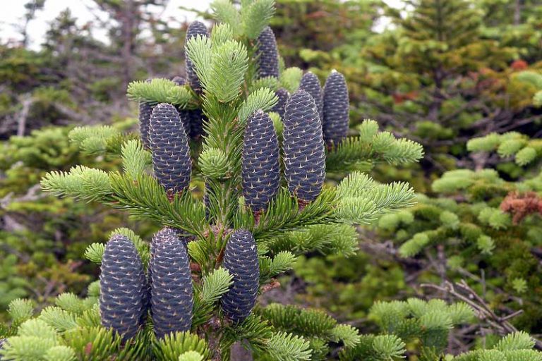 Abies balsamea (Balsam Fir)