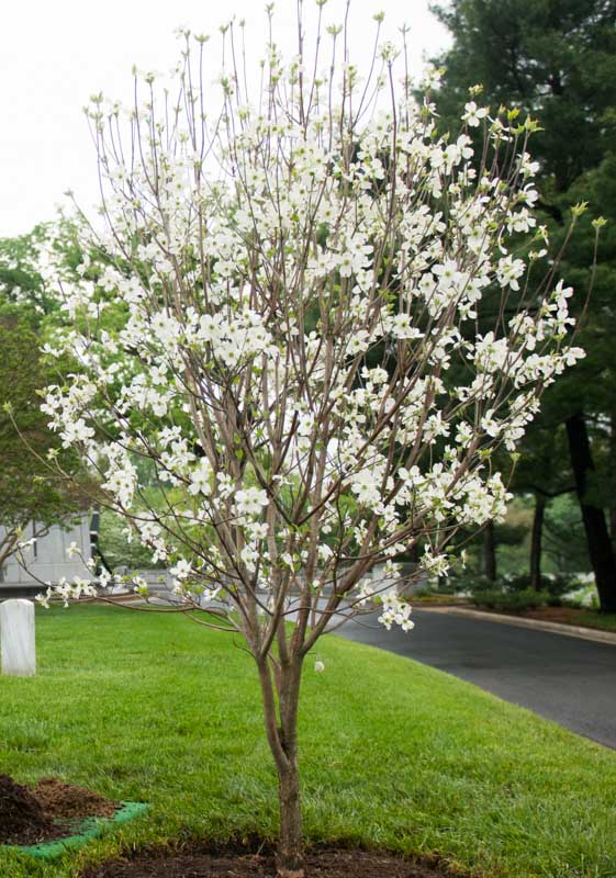 Cornus florida 'Appalachian Spring' (Flowering Dogwood)