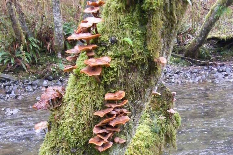 Armillaria Root Rot (Honey Fungus) - Identify, Prevent and Treat