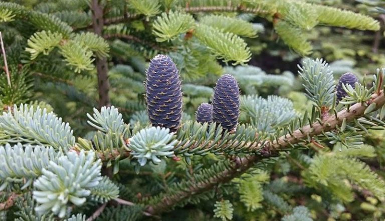 Balsam Fir: The Fragrant Jewel of Northern Forests