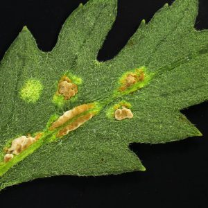 Algal Leaf Spot: Prevention and Treatment