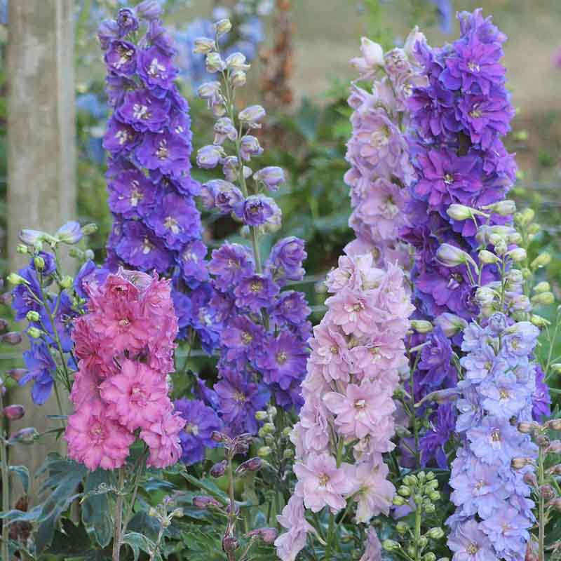 Delphinium elatum 'Million Dollar Blue' (Candle Larkspur)