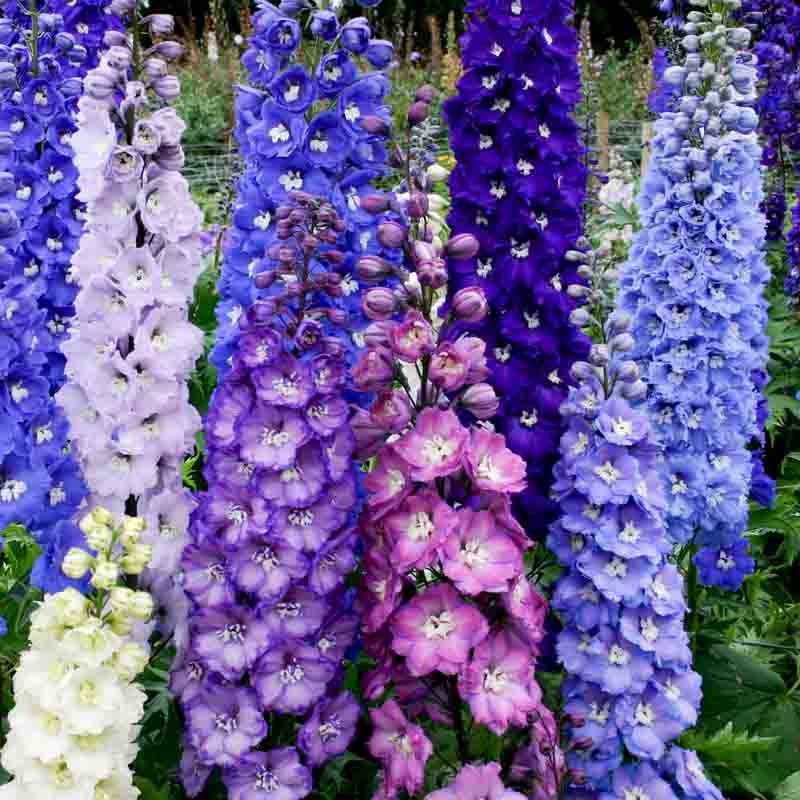 Delphinium 'Red Lark' (Candle Larkspur)
