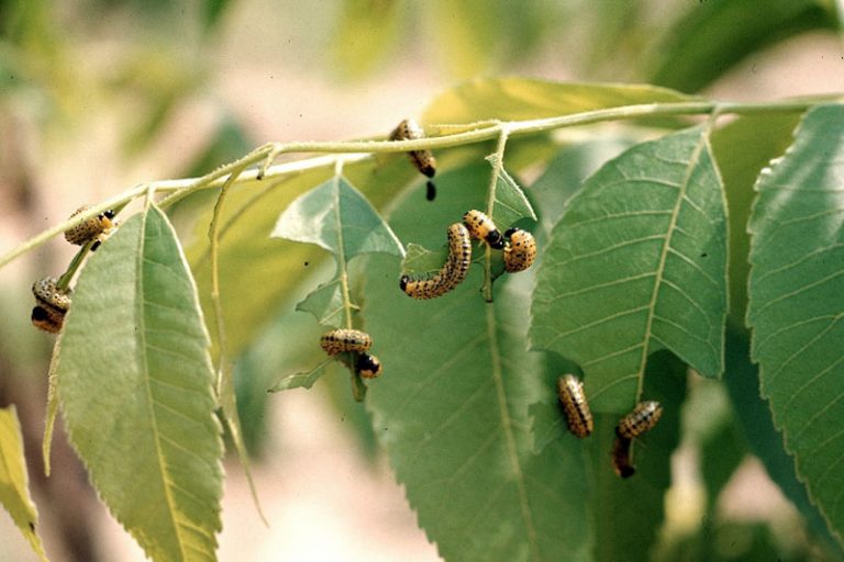 Dogwood Sawfly - Prevention and Treatment