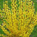 Forsythia: How to Grow and Care with Success