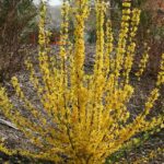 Forsythia 'Northern Gold'