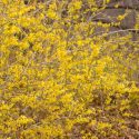Forsythia: How to Grow and Care with Success