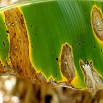 Algal Leaf Spot: Prevention and Treatment