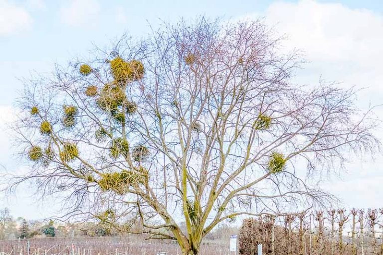 Mistletoe: From Parasitic Plants to Holiday Decorations