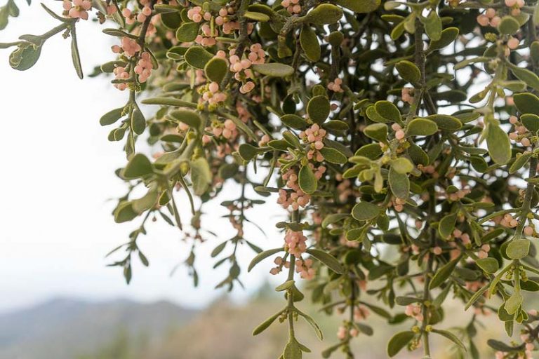 Mistletoe: From Parasitic Plants to Holiday Decorations