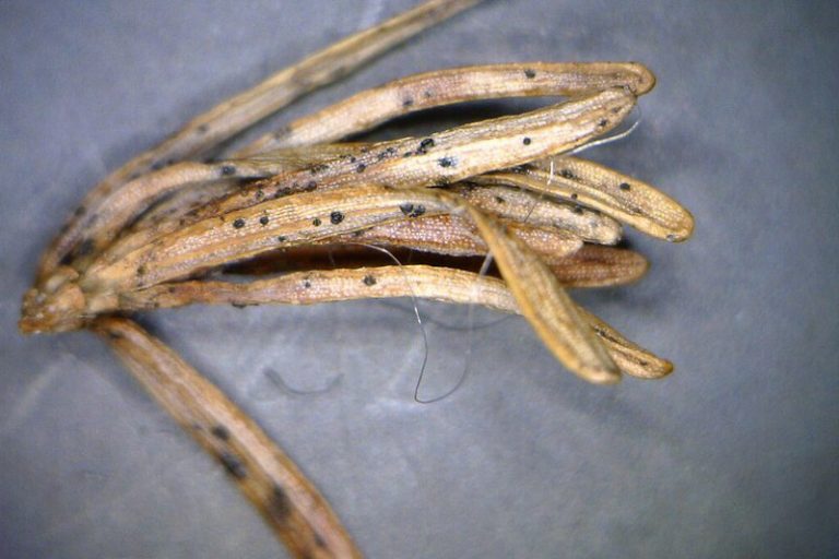 Twig Blight: Identify, Prevent and Treat it