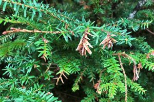 Twig Blight: Identify, Prevent and Treat it