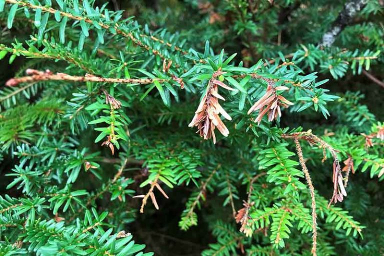 Twig Blight: Identify, Prevent and Treat it