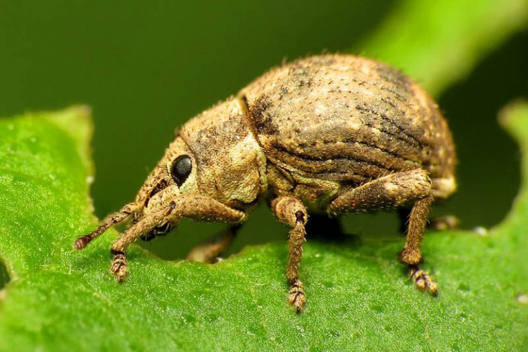 Two-Banded Japanese Weevil - Prevention and Control