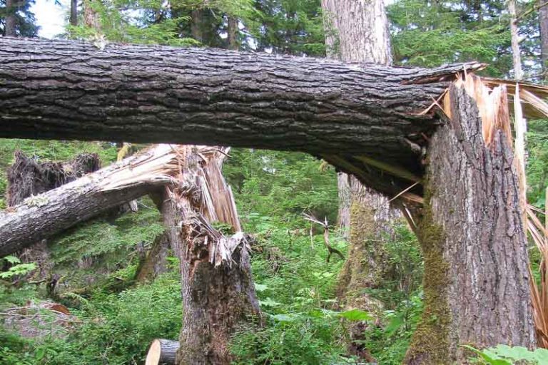 Heart Rot: Identify, Prevent and Treat it