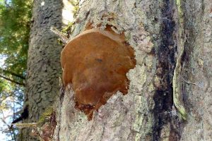 Heart Rot: Identify, Prevent and Treat it